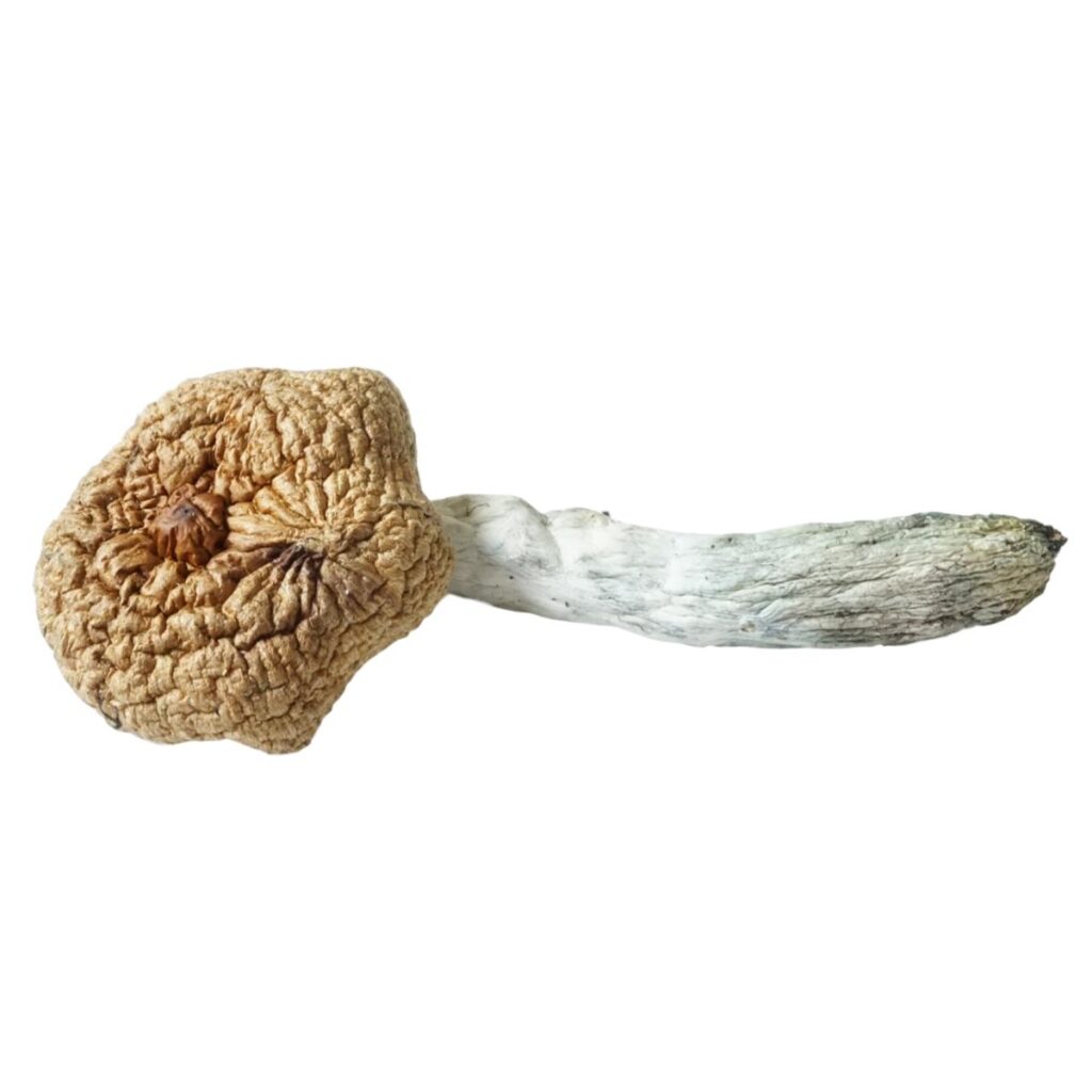 Yeti Mushrooms - Shrooms and Edibles