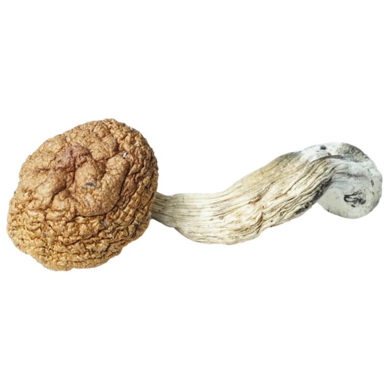 Thai Mushrooms - Shrooms and Edibles