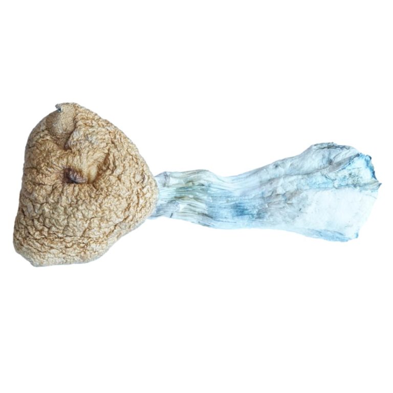 Yeti Mushrooms - Shrooms and Edibles