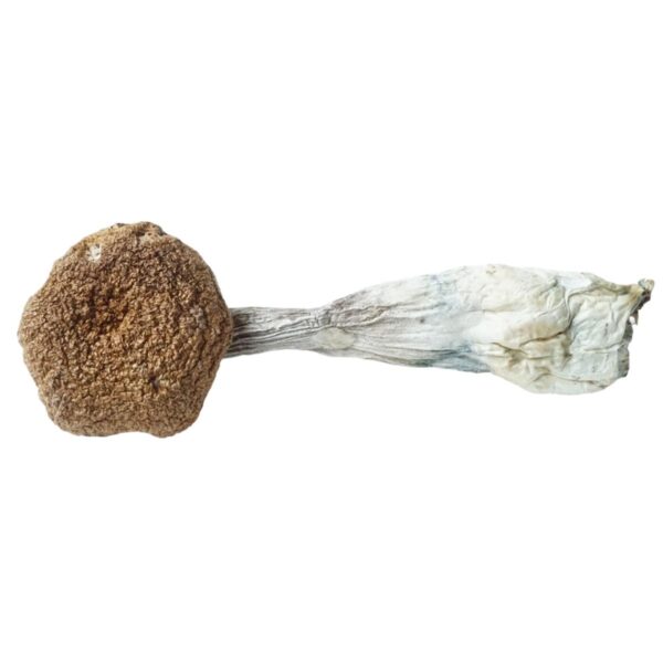 Yeti Mushrooms - Shrooms and Edibles