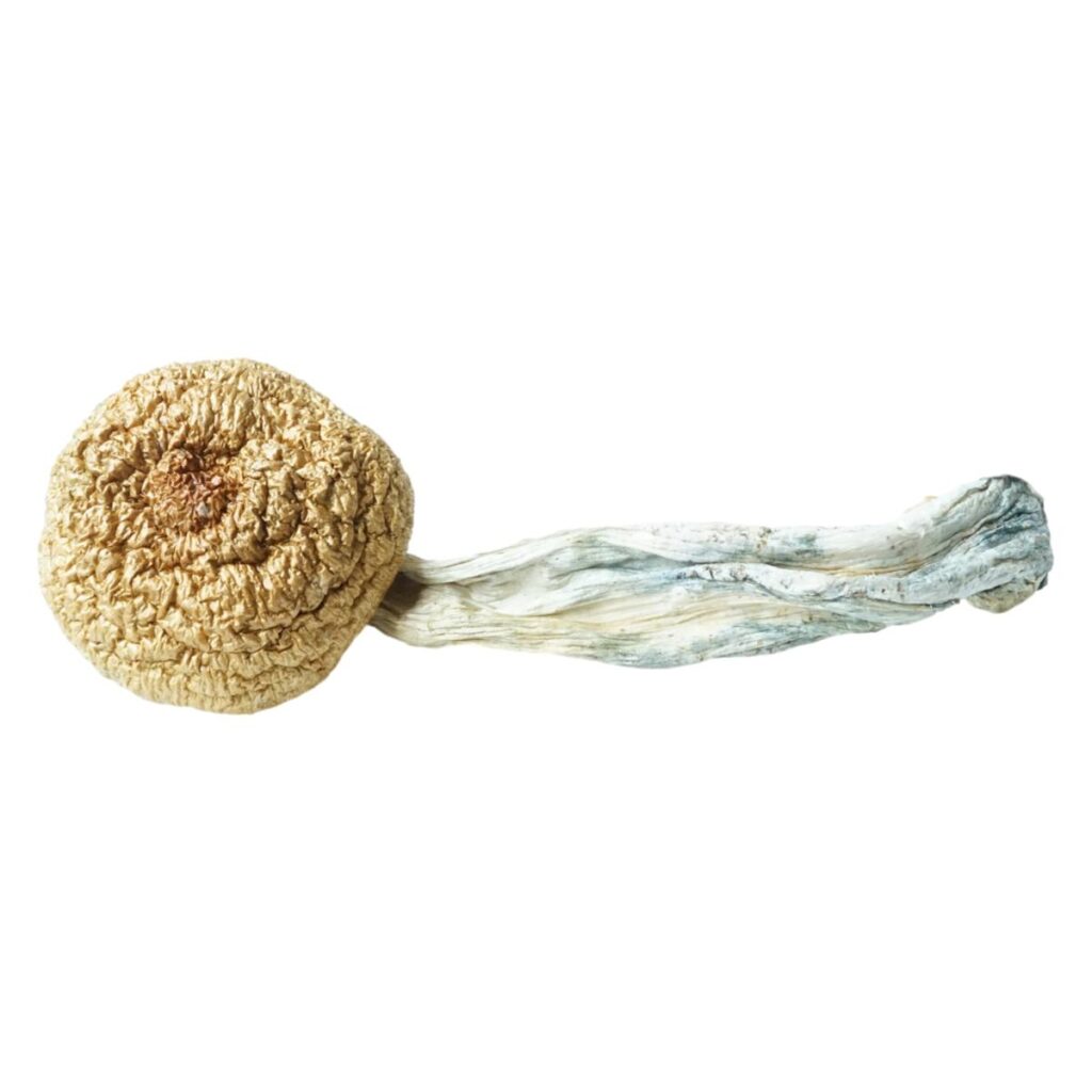 Yeti Mushrooms - Shrooms and Edibles