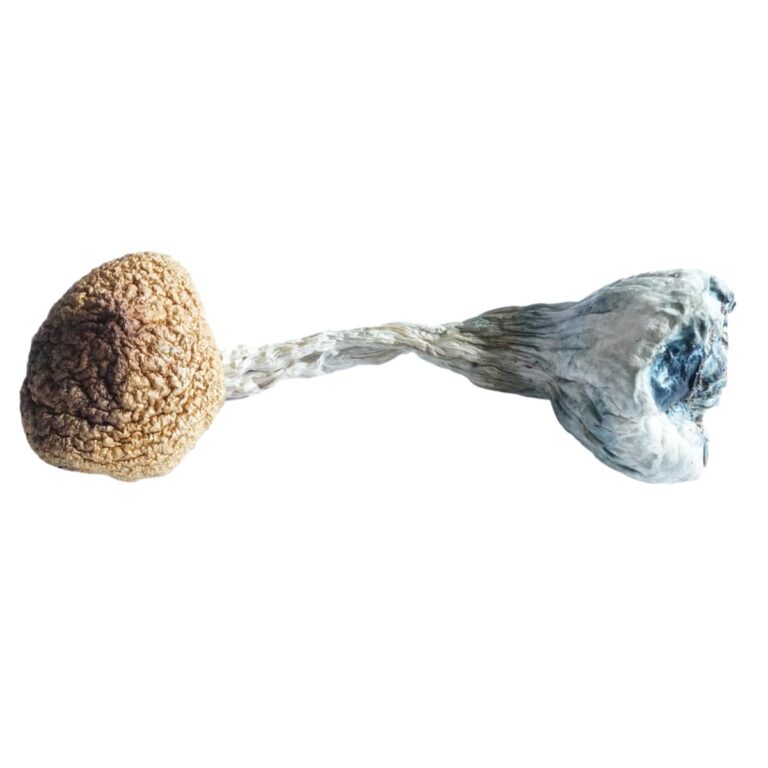 Dancing Tiger Mushrooms - Shrooms and Edibles