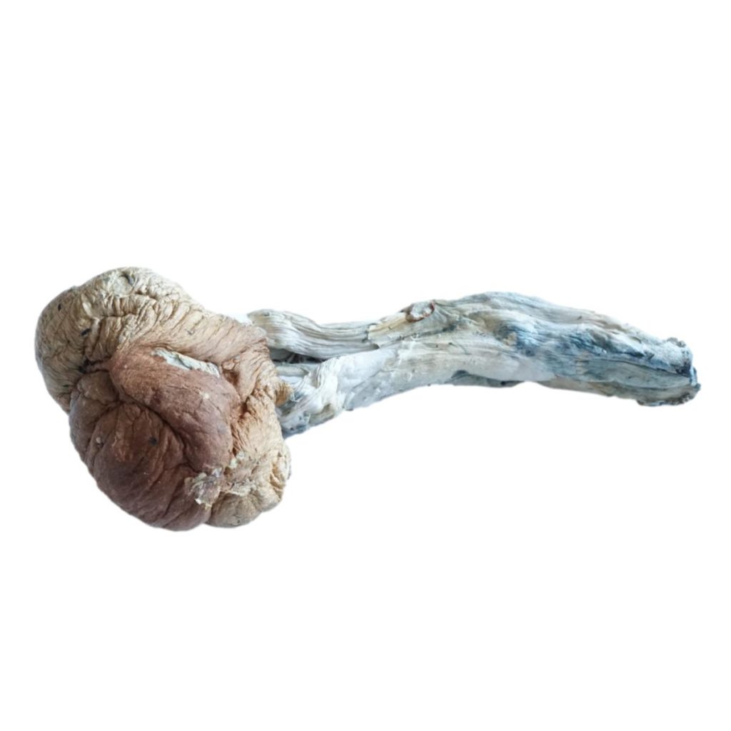 Yeti Mushrooms - Shrooms and Edibles