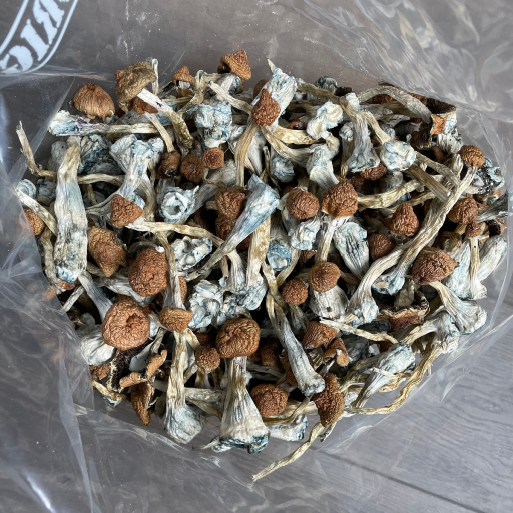 Lizard King Mushrooms | Shrooms and Edibles