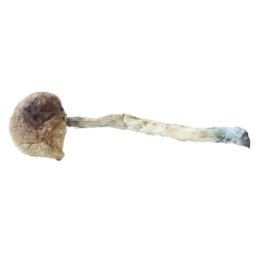 Gold Member Mushrooms - Shrooms and Edibles