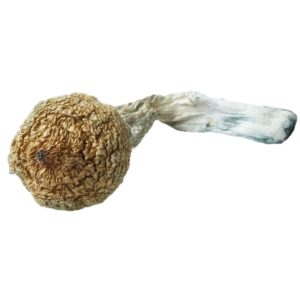 Yeti Mushrooms - Shrooms and Edibles