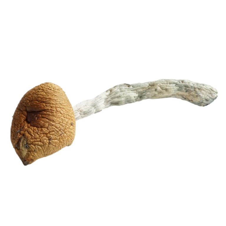 Buy shrooms | Magic mushrooms | Raw mushrooms | Psilocybin mushrooms