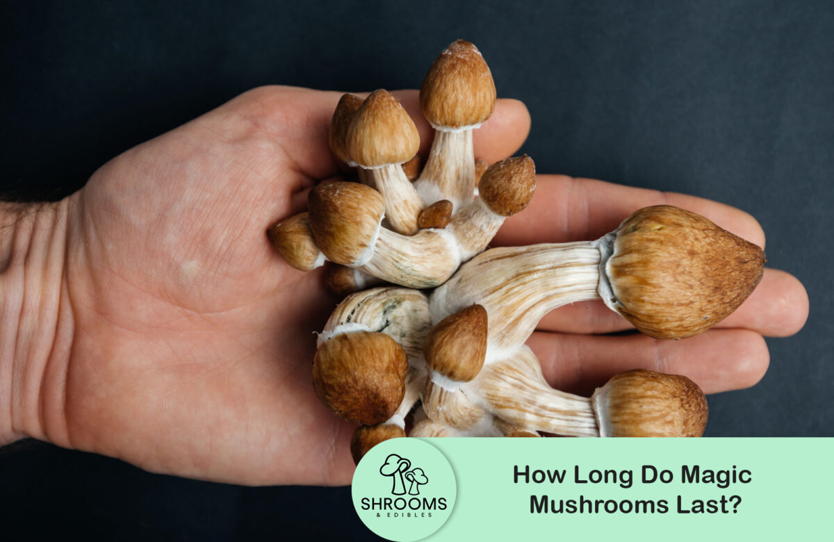 How Long Do Magic Mushrooms Last? - Shrooms and Edibles