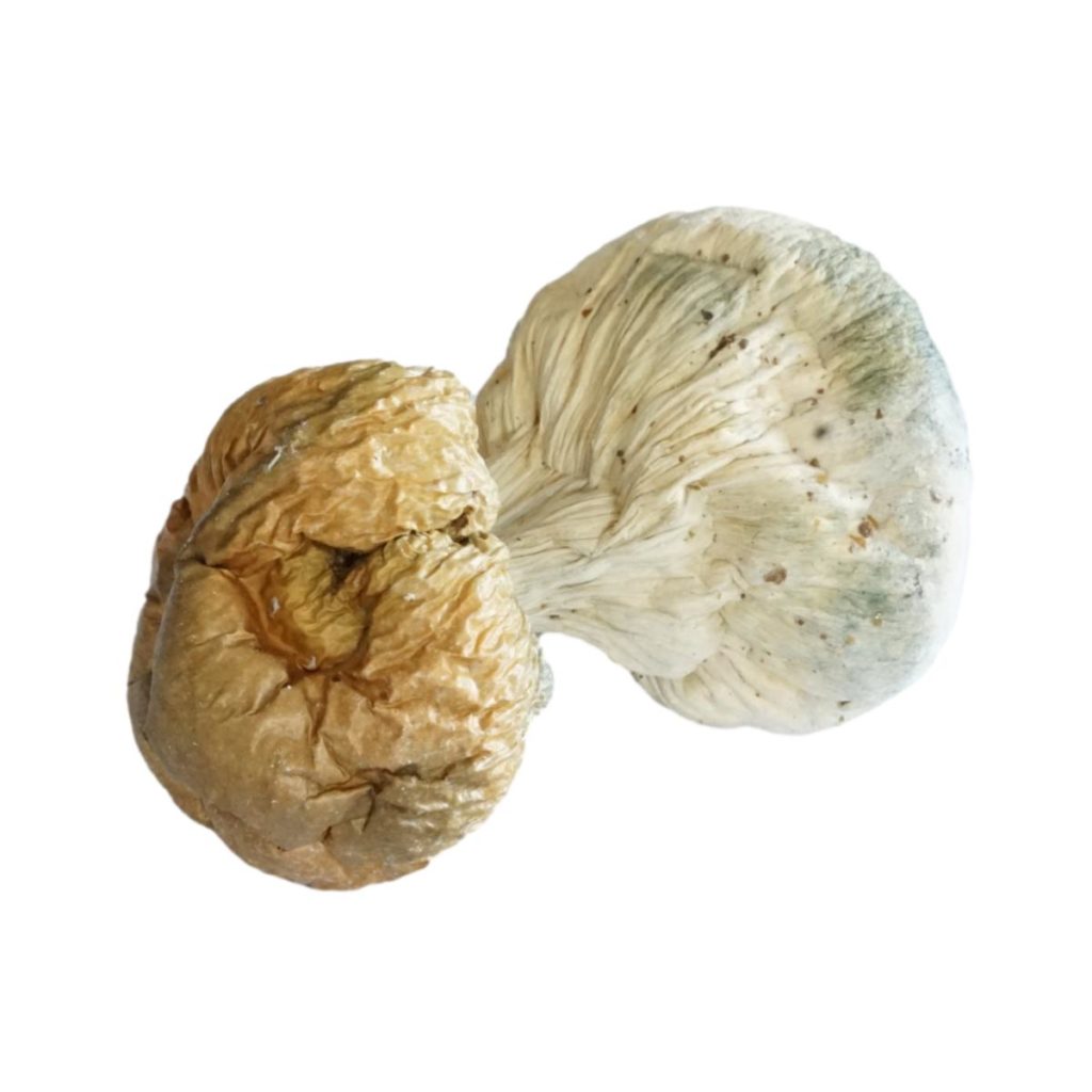 Trinity Penis Envy Magic Mushrooms - Shrooms and Edibles